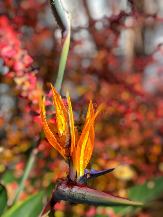 Beautiful Fall Setting with Trees and Leaves Stock Photo - Image of ...