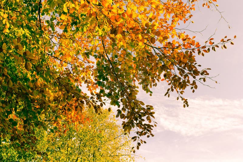 Beautiful Fall Tree Branches, Bright Background Stock Photo - Image of ...