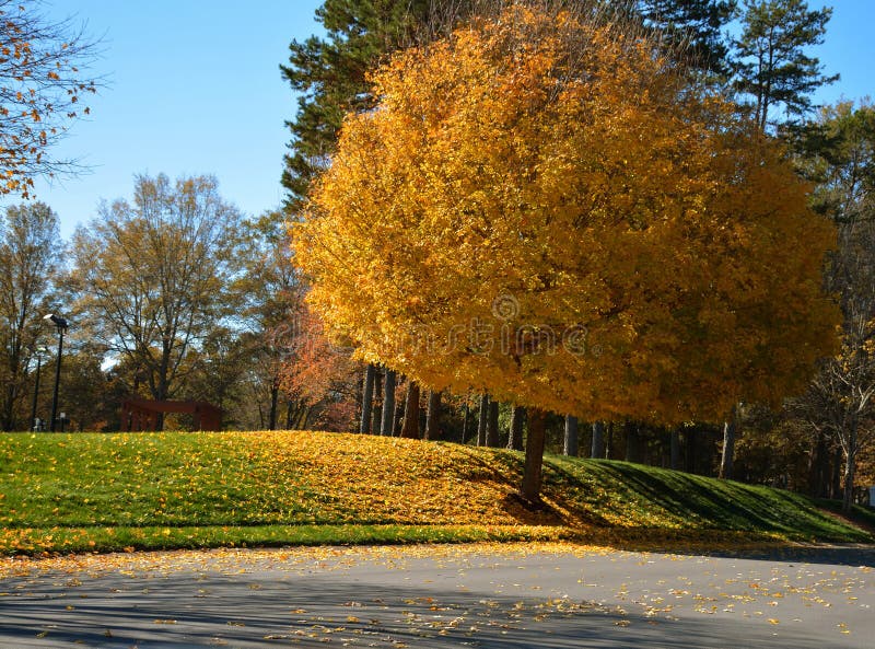 Beautiful fall tree. stock image. Image of horizontal - 47813151