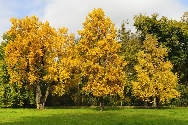 Beautiful fall trees stock image. Image of beautiful - 48035435