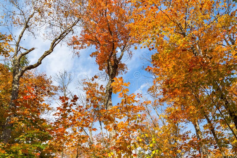 Beautiful fall trees stock image. Image of green, switzerland - 100412831