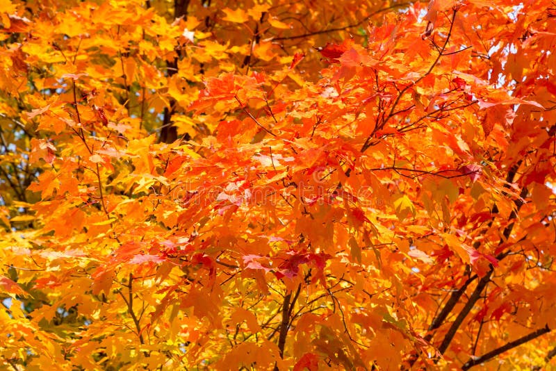 Beautiful fall trees stock image. Image of beauty, beautiful - 100412913