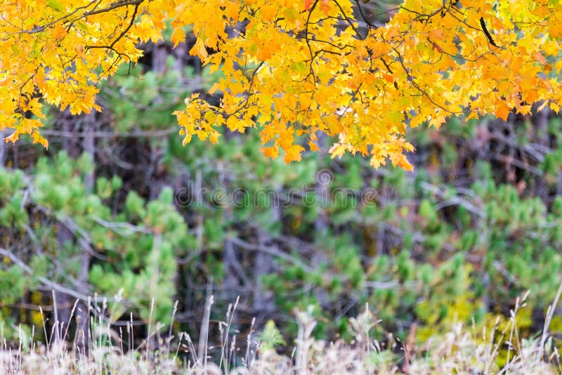 Beautiful fall trees stock photo. Image of quebec, beauty - 100414008