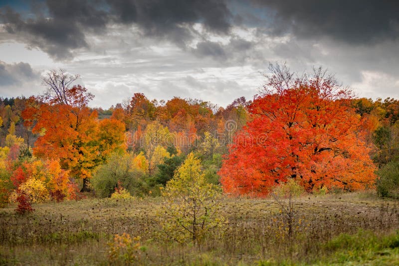 Beautiful fall trees stock photo. Image of peak, canada - 100414168