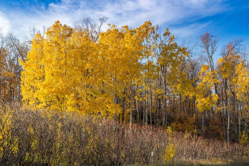 Beautiful fall trees stock image. Image of season, beauty - 100414927