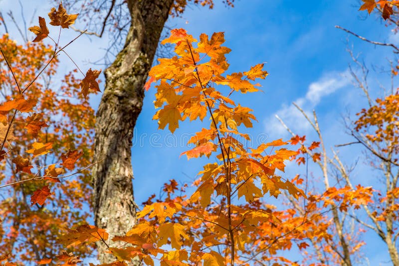 Beautiful Fall Trees and Waterfall Stock Photo - Image of fall ...