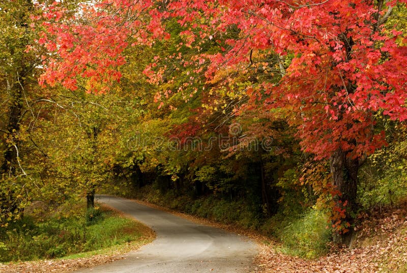 Beautiful Fall Trees with Curving Road Stock Photo - Image of country ...