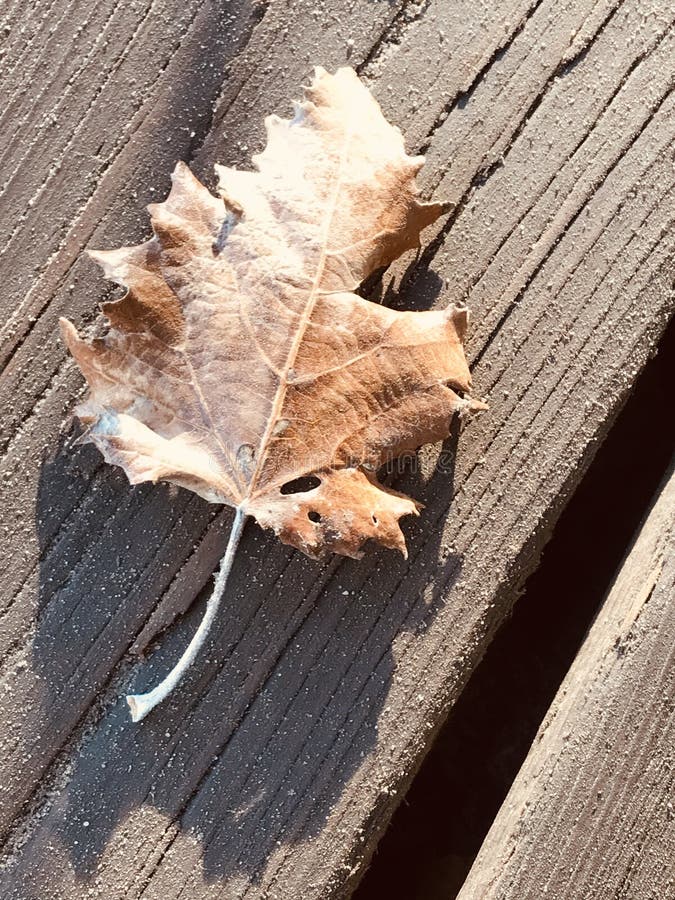 A Beautiful, Fallen Leaf is Covered with a Light Coating of Frosting ...