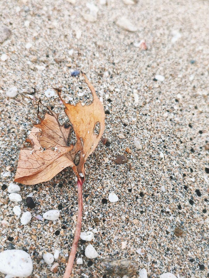 Beautiful Fallen Leaf on the Sand at the Beach Stock Photo - Image of ...