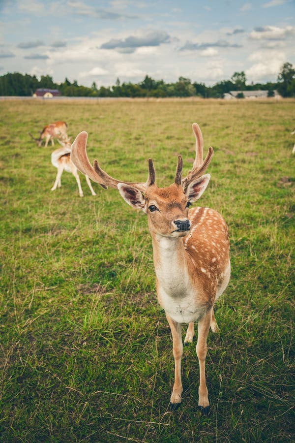 Beautiful Spotted Fallow Deer Buck Stock Image - Image of cervid, adult ...