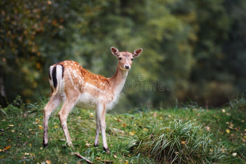 Beautiful Fallow Deer in the Forest Stock Photo - Image of standing ...