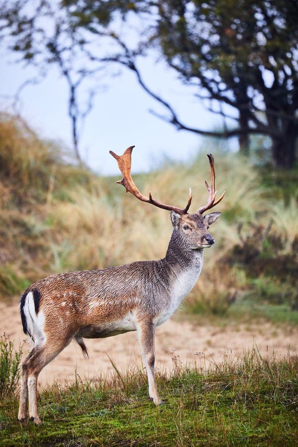 Beautiful Fallow Deer with Large Antlers Stock Photo - Image of forest ...
