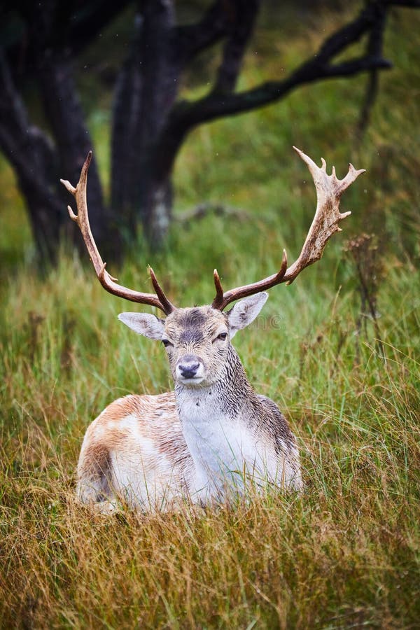 Beautiful Fallow Deer Looking at the Camera Stock Image - Image of ...