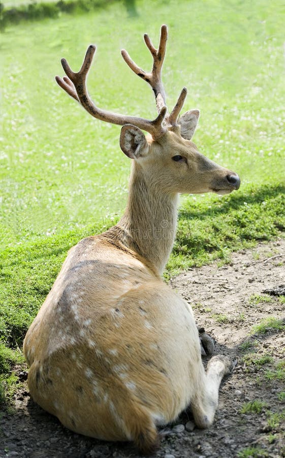Beautiful Spotted Fallow Deer Buck Stock Image - Image of cervid, adult ...