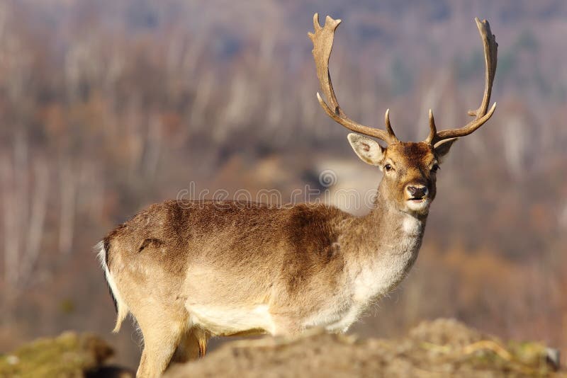 Closeup of Fallow Deer Face Stock Image - Image of mammal, male: 45170605