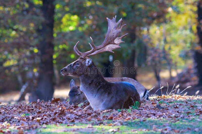 Beautiful Fallow Deer Stag in a Glade Stock Photo - Image of meadow ...