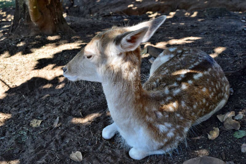 Beautiful fallow roe deer stock photo. Image of lawn - 242965756