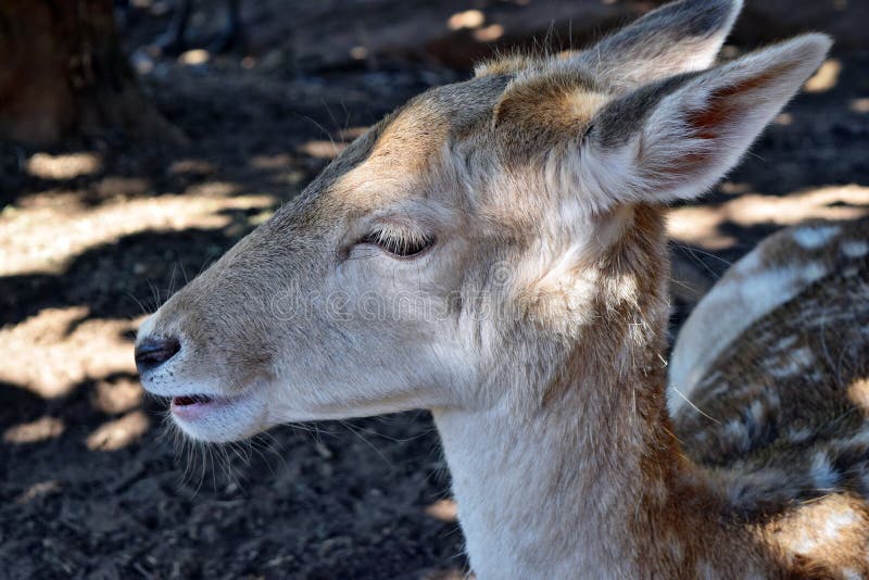 Beautiful fallow roe deer stock image. Image of adorable - 197307213