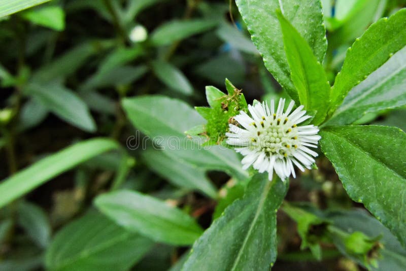 Beautiful False Daisy Flower Stock Photo - Image of green, plant: 239250160