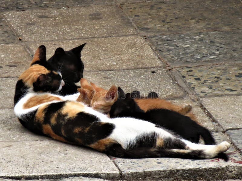Beautiful Family of Cats in Cuba Stock Photo - Image of family, cats ...