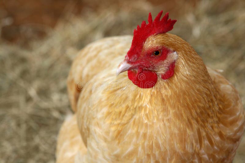 Beautiful farm chicken stock photo. Image of head, face - 38158050
