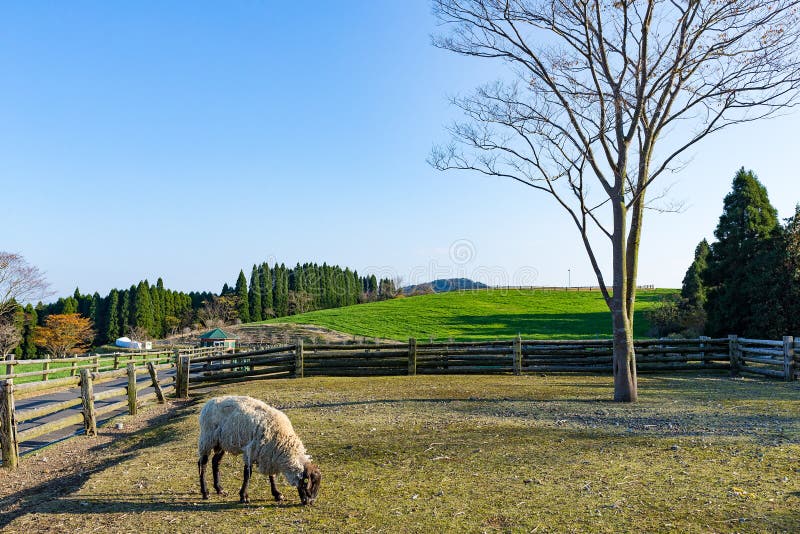 Beautiful Farm stock photo. Image of blue, kirishima - 84433292
