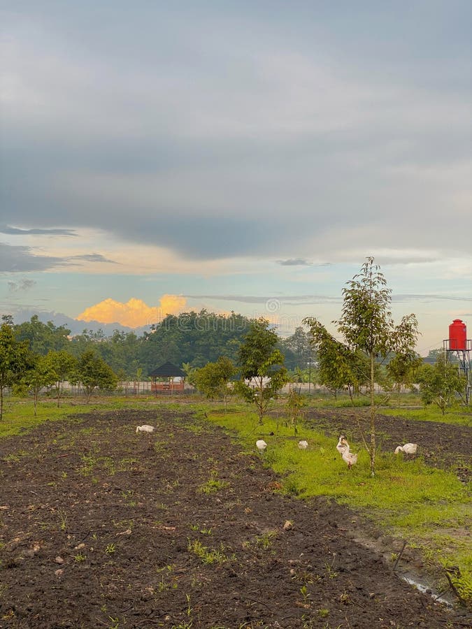 A beautiful farm stock photo. Image of pretty, view - 207998404