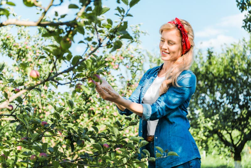 Beautiful Farmer Touching Apple on Tree Stock Photo - Image of ...