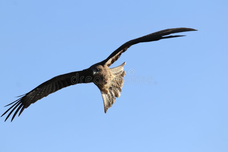 Japanese hawk stock photo. Image of japan, japanese - 240599974
