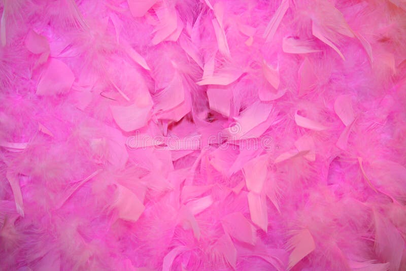 Beautiful feather stock photo. Image of background, pink - 2339166