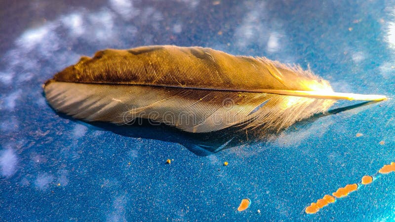Beautiful feather stock image. Image of golden, colours - 135100993