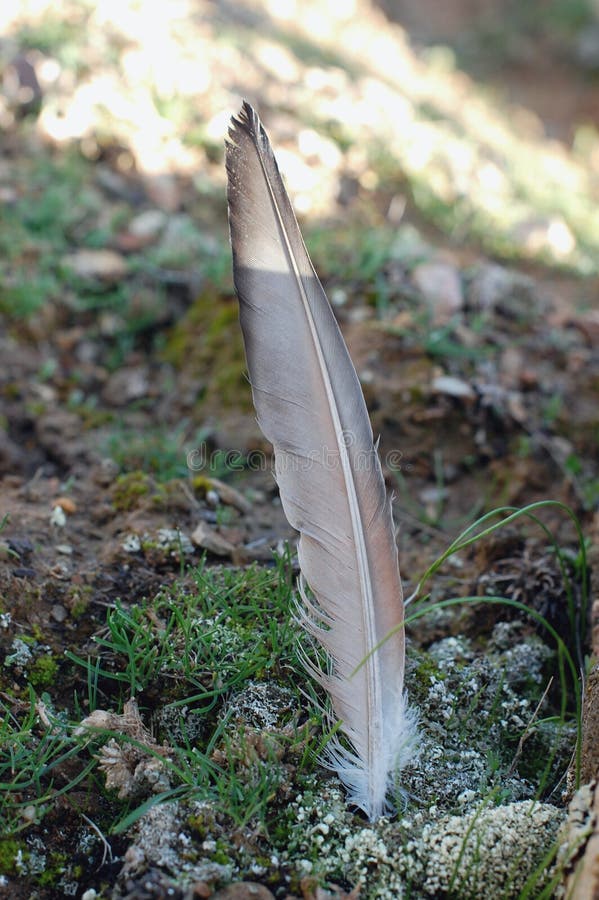 Beautiful Feather Of A Bird Stock Photo - Image of landscapes, nature ...