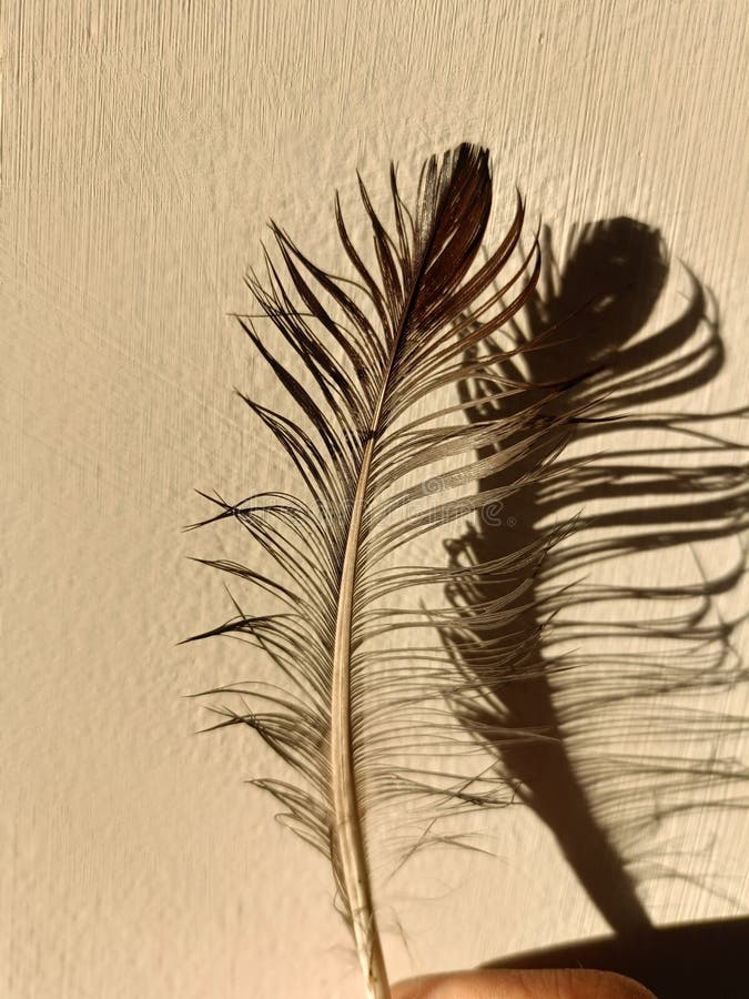 Beautiful Feather Brown Aesthetic Stock Photo - Image of aesthetic ...