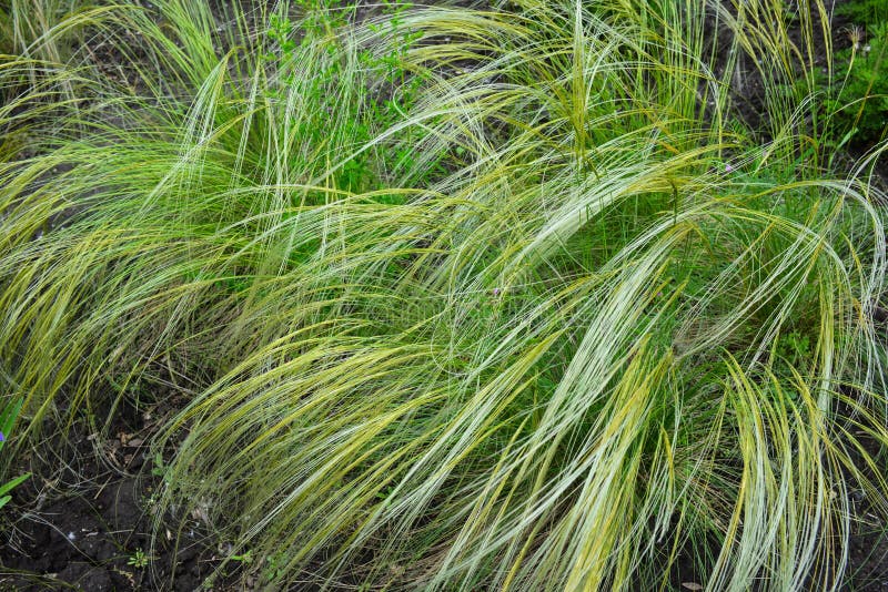 The Beautiful Feather Grass Bush, Forms Already at the Slightest Wind ...