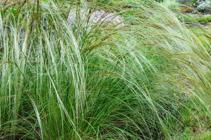 The Beautiful Feather Grass Bush, Forms Already at the Slightest Wind ...