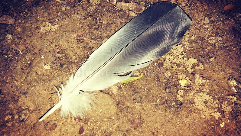 Feather on the ground stock photo. Image of background - 100489254