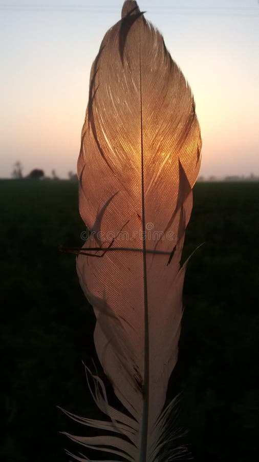 Beautiful feather_HD stock image. Image of feather, amazing - 139040093