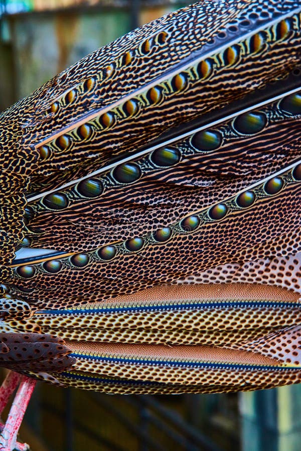 Beautiful Feather Patterns in Detail on Great Argus Pheasant Stock ...