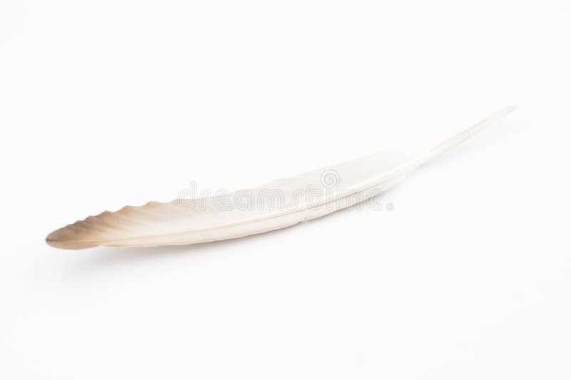 Beautiful Feather on White Background, Natural Bird Feathers Isolated ...