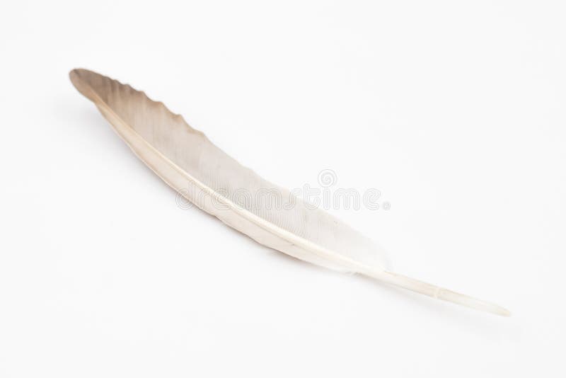 Beautiful Feather on White Background, Natural Bird Feathers Isolated ...