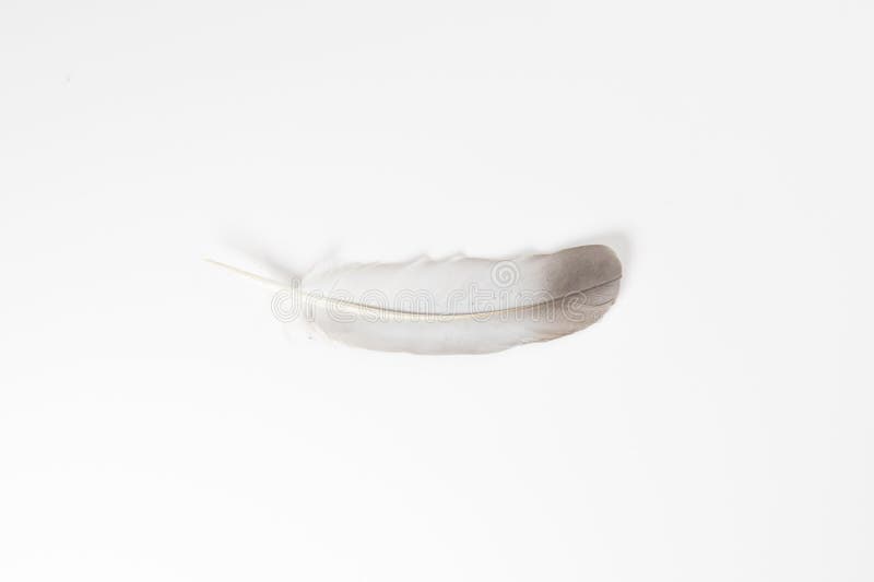 Beautiful Feather on White Background, Natural Bird Feathers Isolated ...