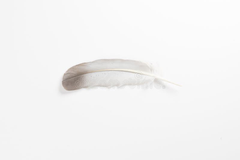Beautiful Feather on White Background, Natural Bird Feathers Isolated ...