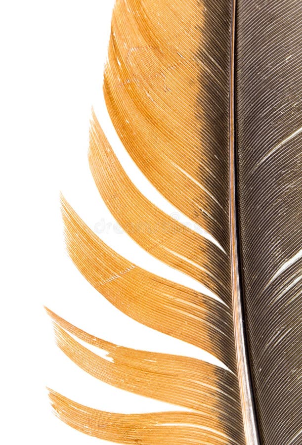 Beautiful Feather on White Background Stock Photo - Image of pattern ...