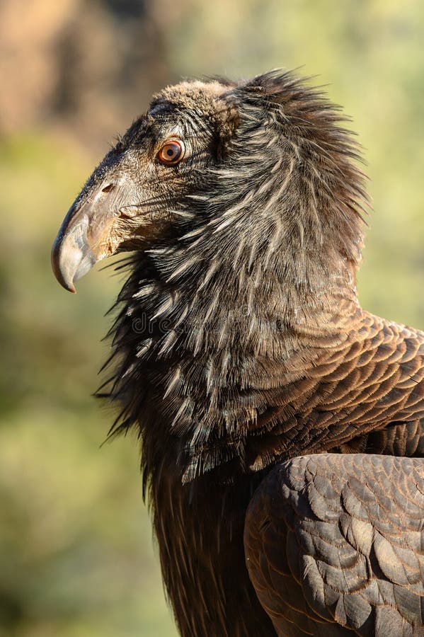 California Condor looking stock photo. Image of bird, feather - 7729622