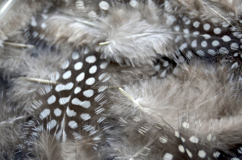 Beautiful feathers stock photo. Image of background, feathers - 95308106