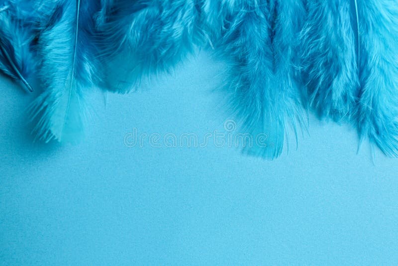Beautiful Feathers on Light Blue Background, Flat Lay. Space for Text ...