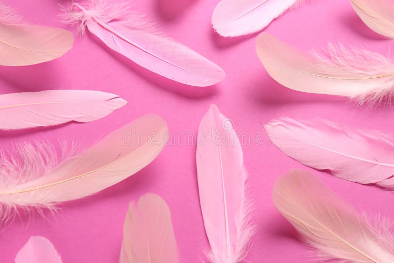 Beautiful Feathers on Light Pink Background, Flat Lay Stock Photo ...