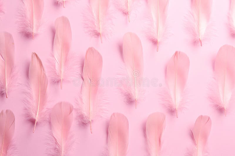 Beautiful Feathers on Light Pink Background, Flat Lay Stock Image ...