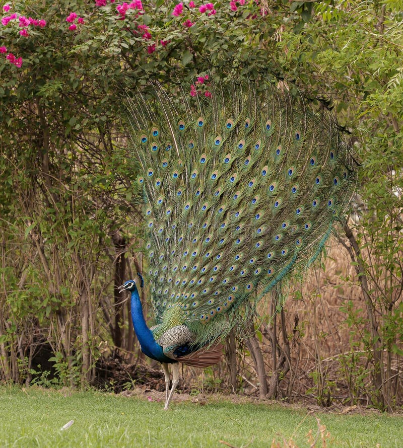 The Indian Peacock is Walking with Its Wings Open and Smiling Stock ...