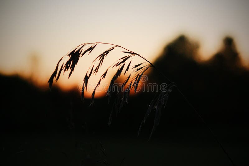 Sunrise on a feild stock photo. Image of feild, beautiful - 102026092